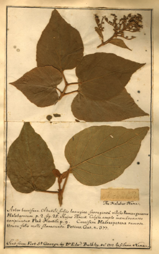 Digital Global Plants: Reframing Collections and Reconstructing Science ...